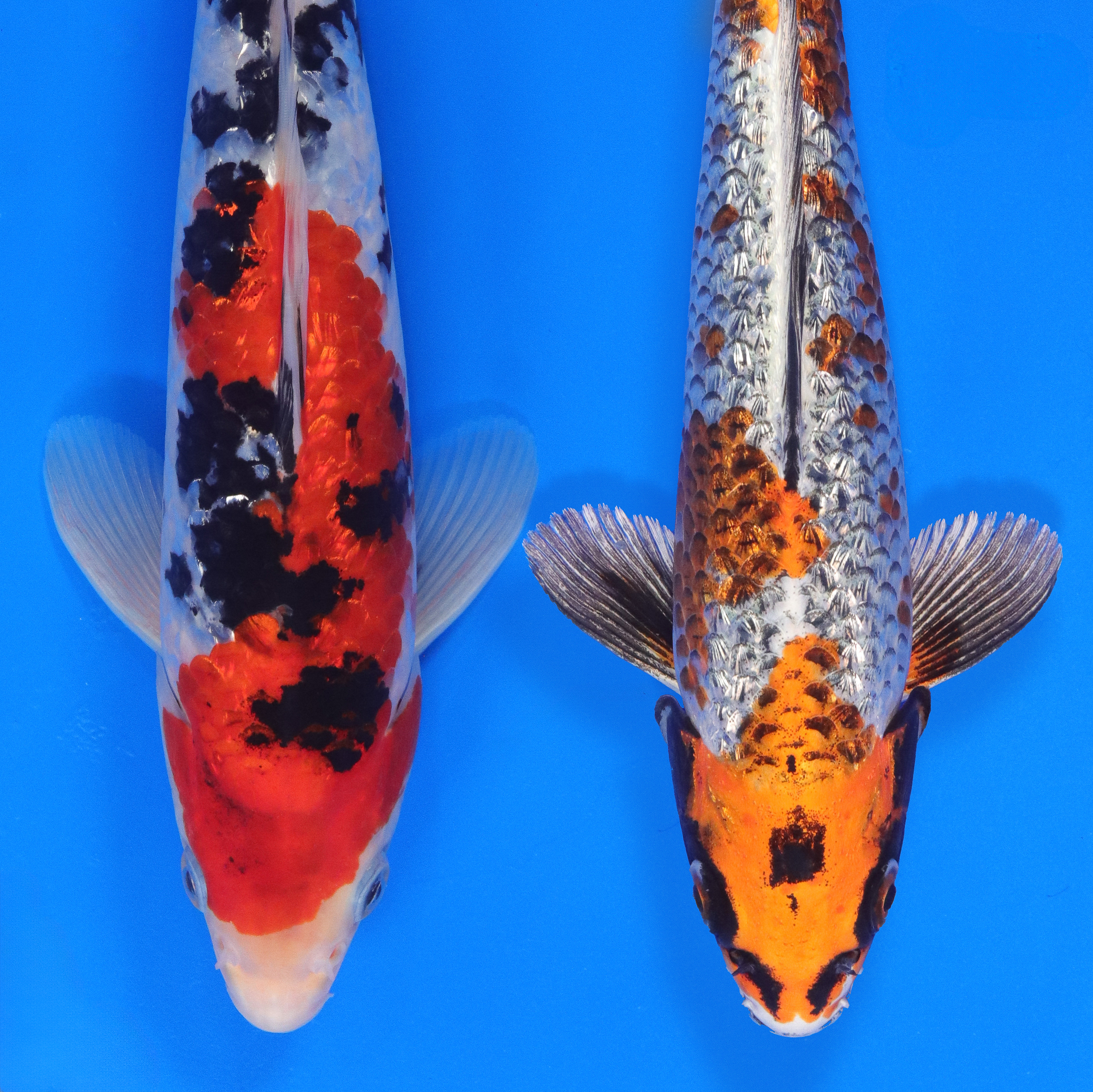 Koi picture store