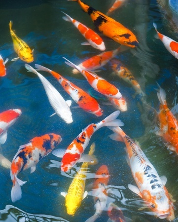 Costia and Koi Fish | Next Day Koi