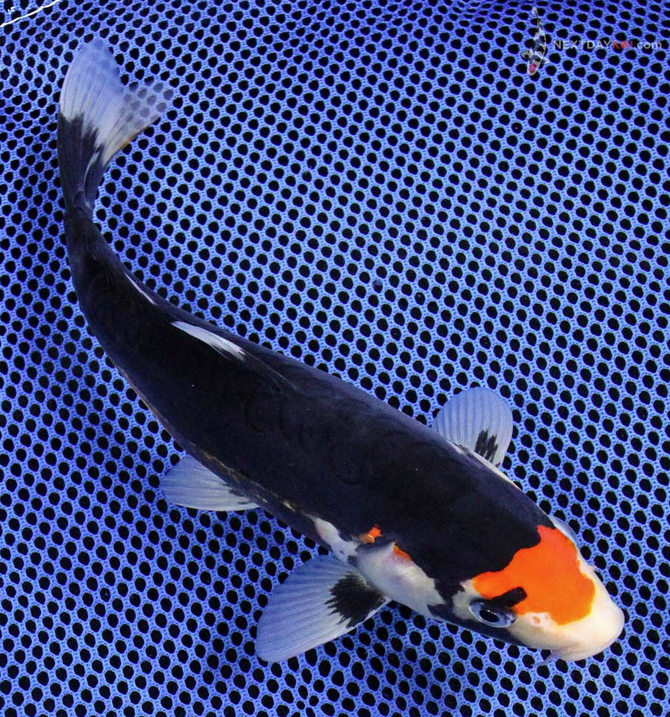 Doitsu Koi: Tipping the German Scales | Next Day Koi