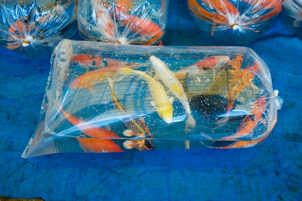5 Steps to Acclimating Your Koi to Pond Life | Next Day Koi