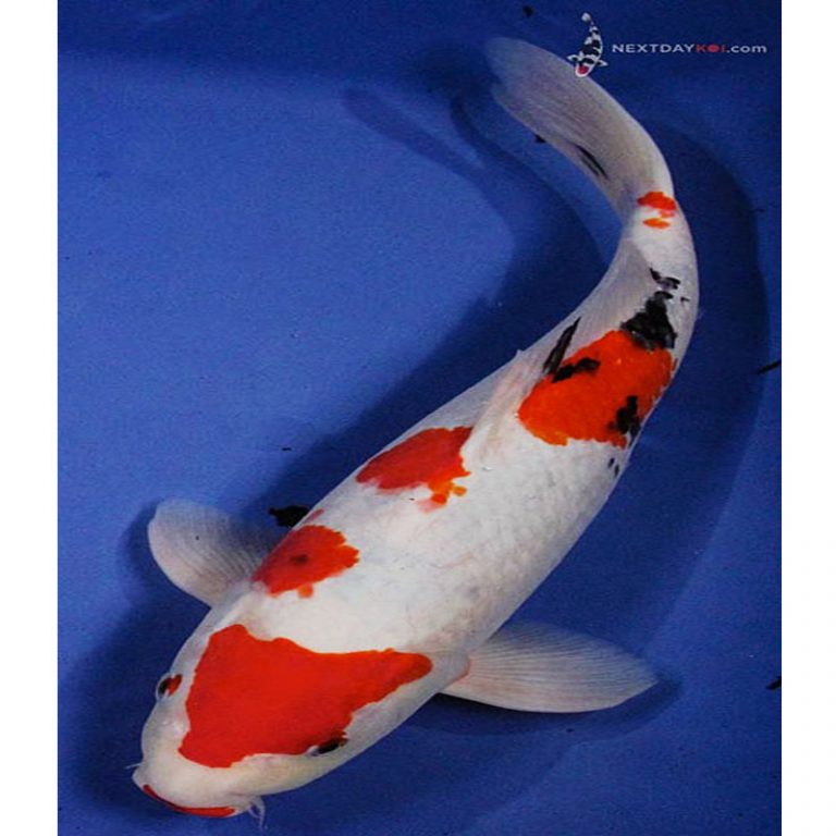 Koi and Color Loss | Next Day Koi