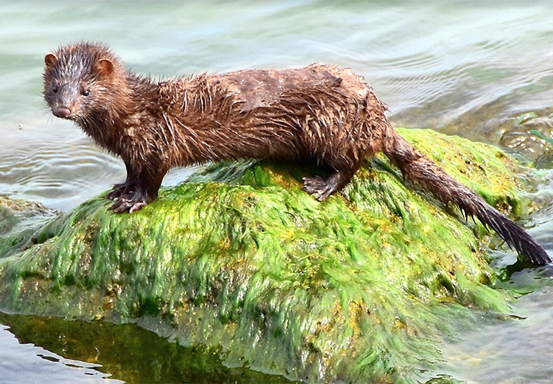 Koi Fish Predators: Mink—The Pond Wolf | Next Day Koi