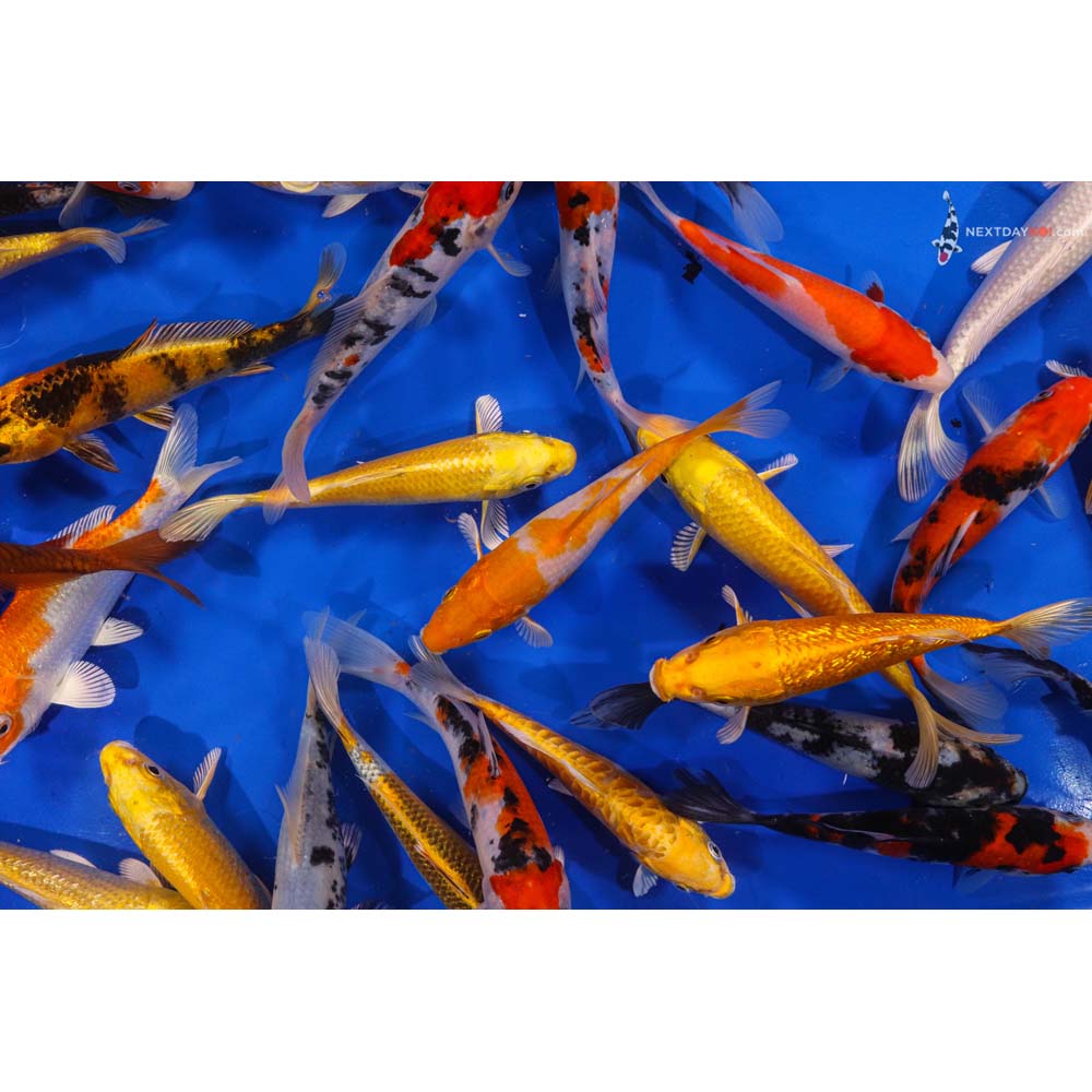AA Grade (Premium Grade) Imported Koi | Koi Fish For Sale