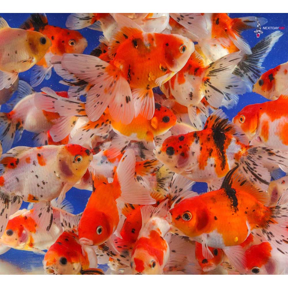 Comprehensive Guide to Fancy Goldfish | Next Day Koi