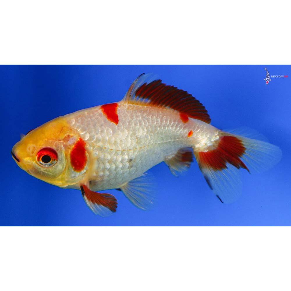4” Imported Male Red and White Wakin | Koi Fish For Sale