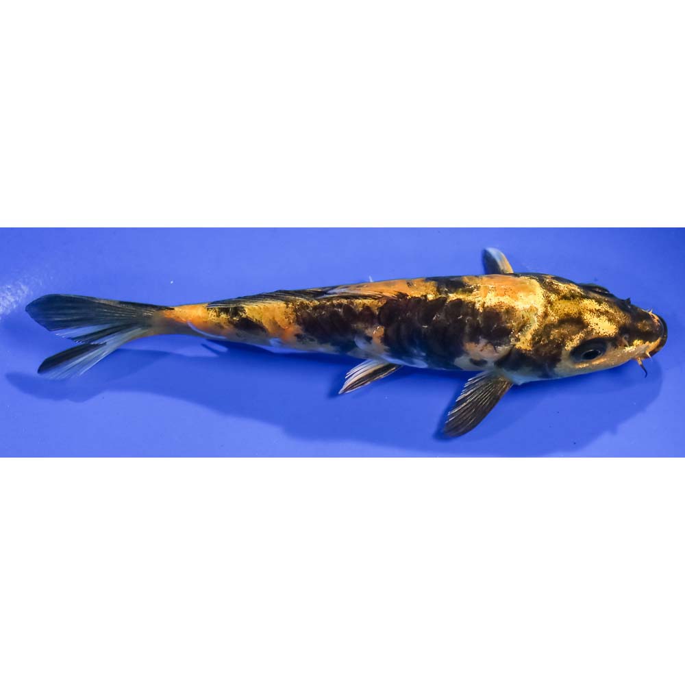 6.5” Imported Doitsu Kin Hi Utsuri | Koi Fish For Sale