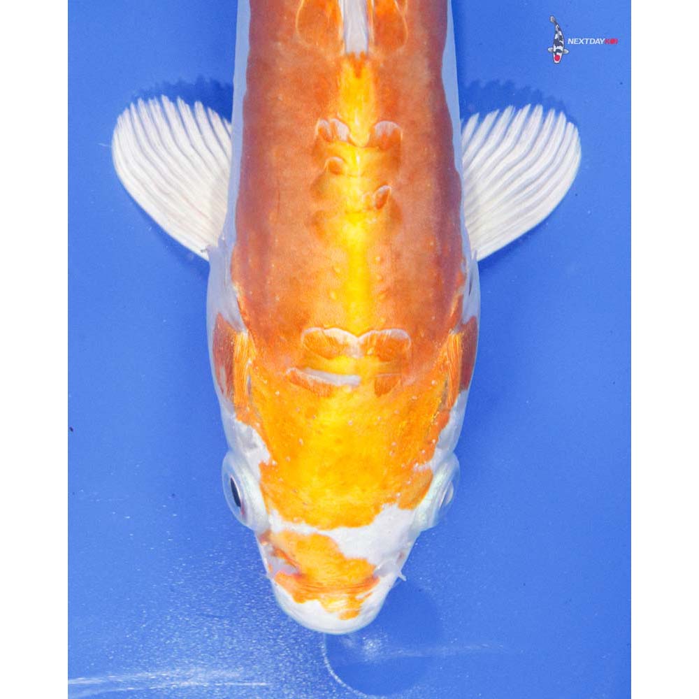 9.5” Imported Kikusui | Koi Fish For Sale