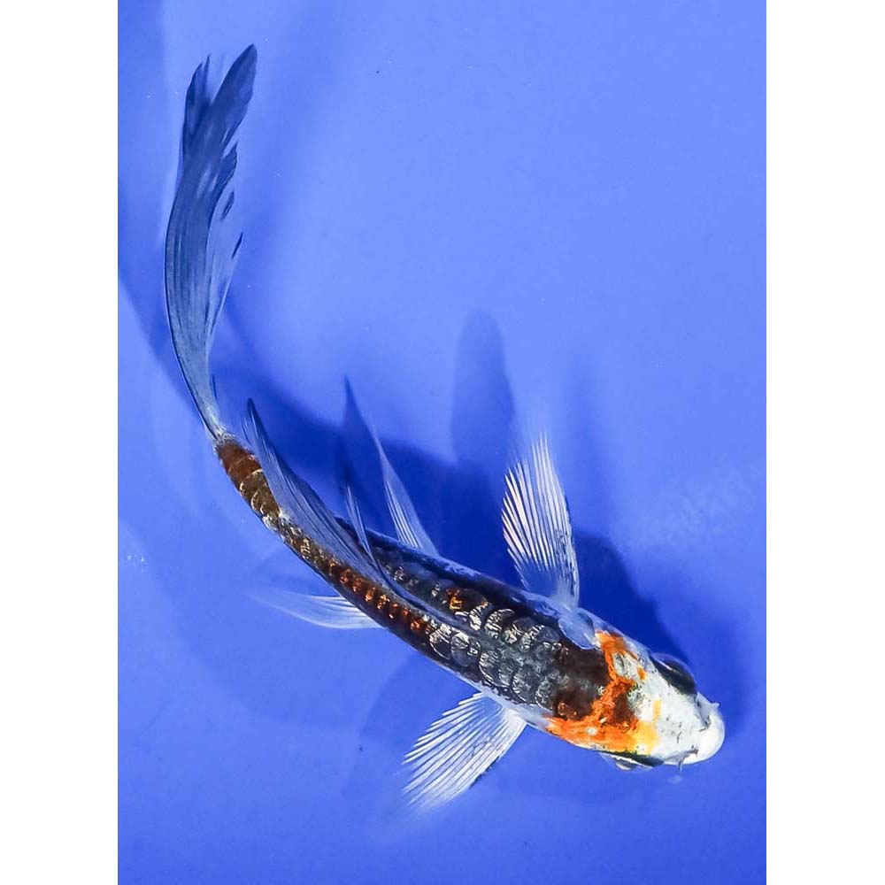 3.5” Imported Gin Rin Kin Kikokuryu Butterfly Koi | Koi Fish For Sale