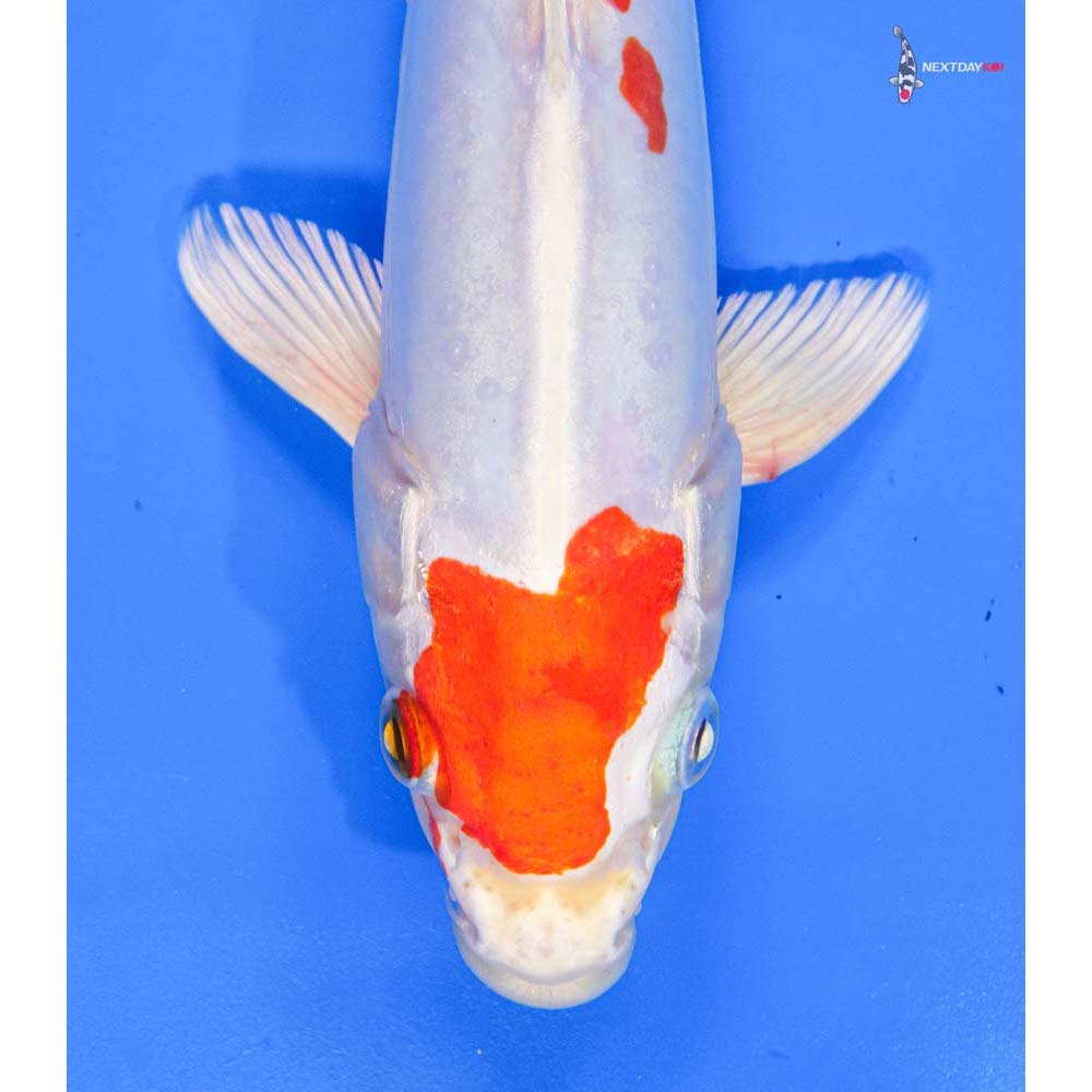 10” Imported Male Kikusui | Koi Fish For Sale