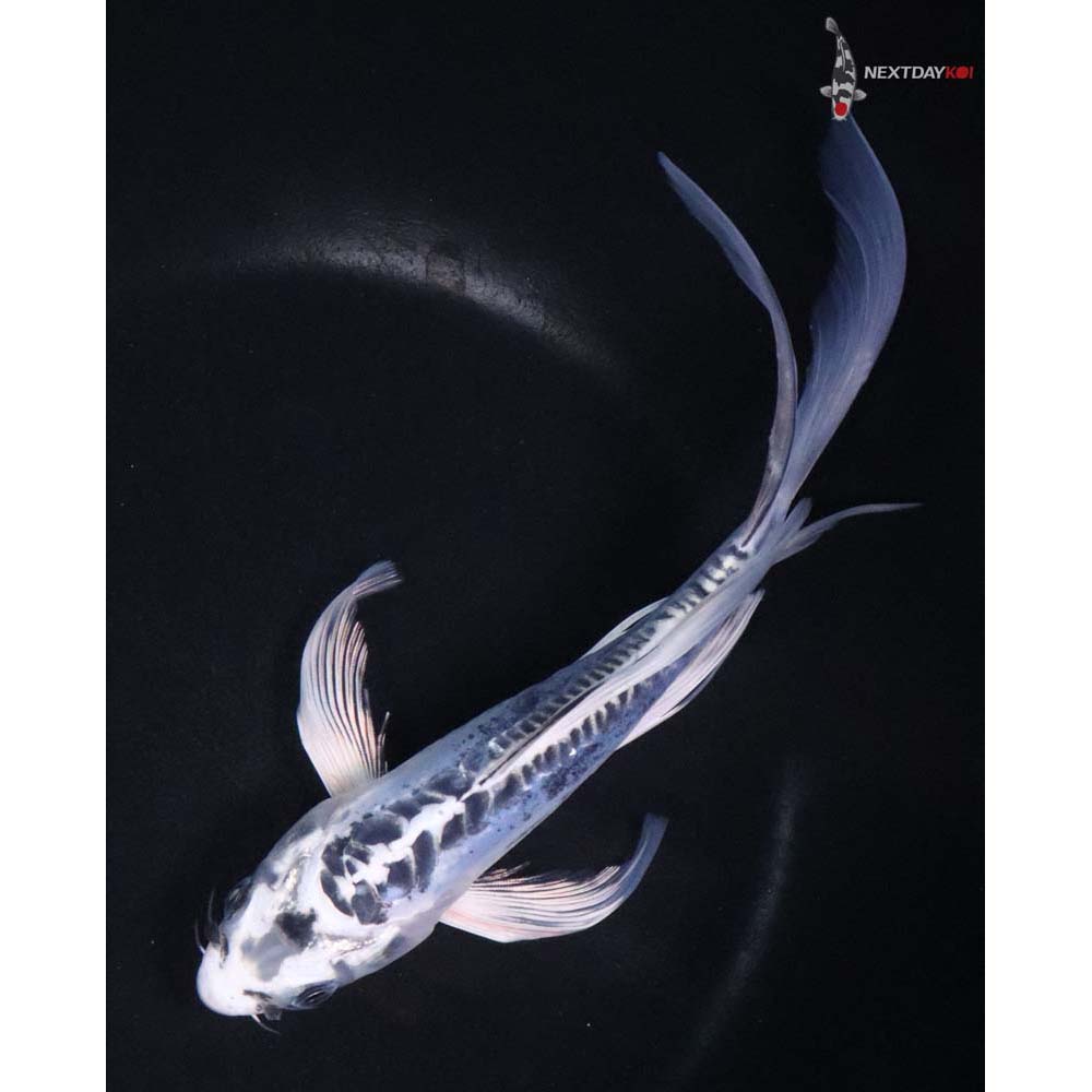 7” Doitsu Blue Gin Matsuba Butterfly Koi | Koi Fish For Sale
