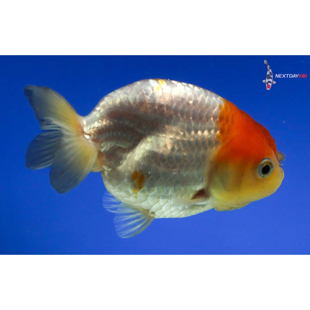 3.5” Imported Red and White Ranchu | Koi Fish For Sale
