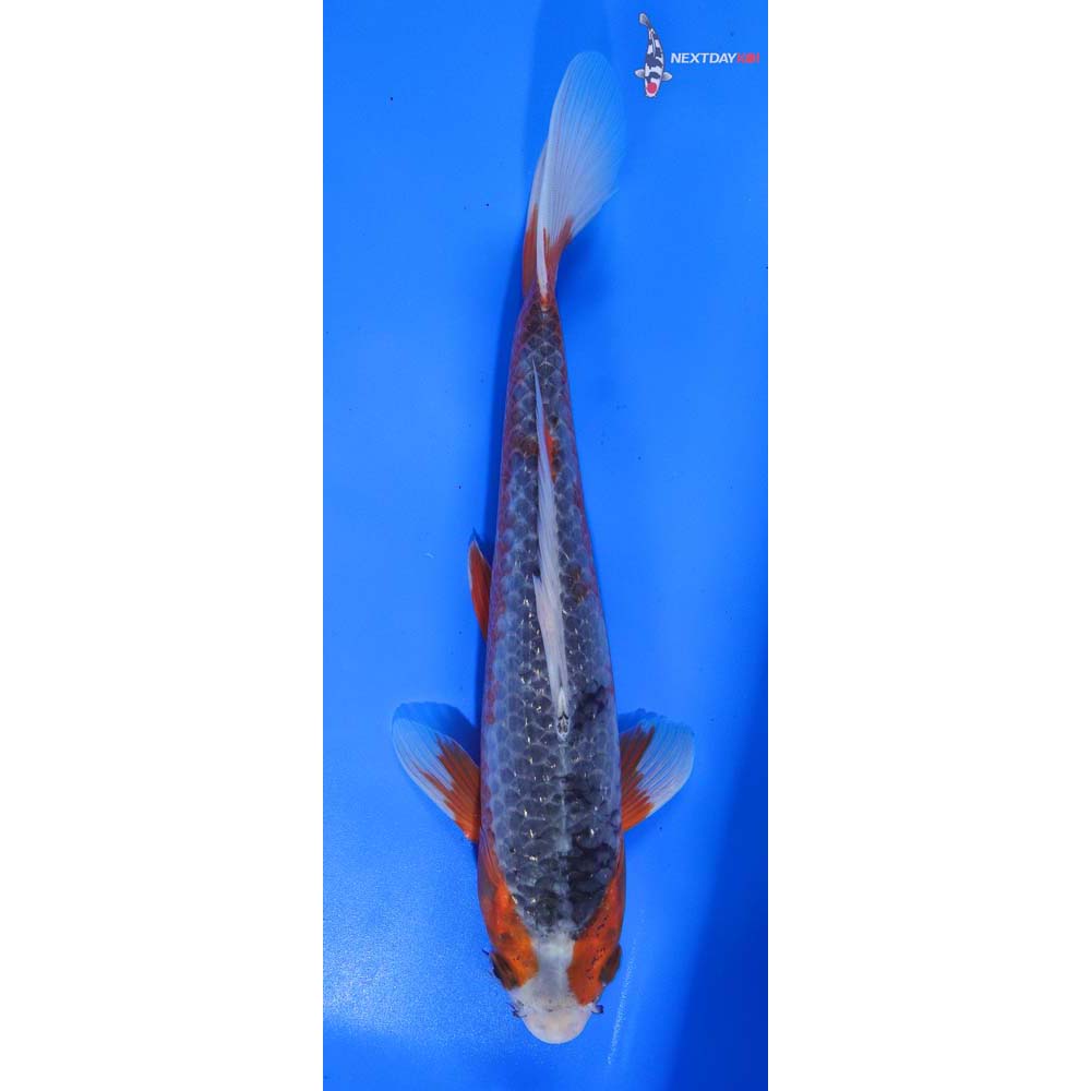 10” Imported Male Asagi | Koi Fish For Sale