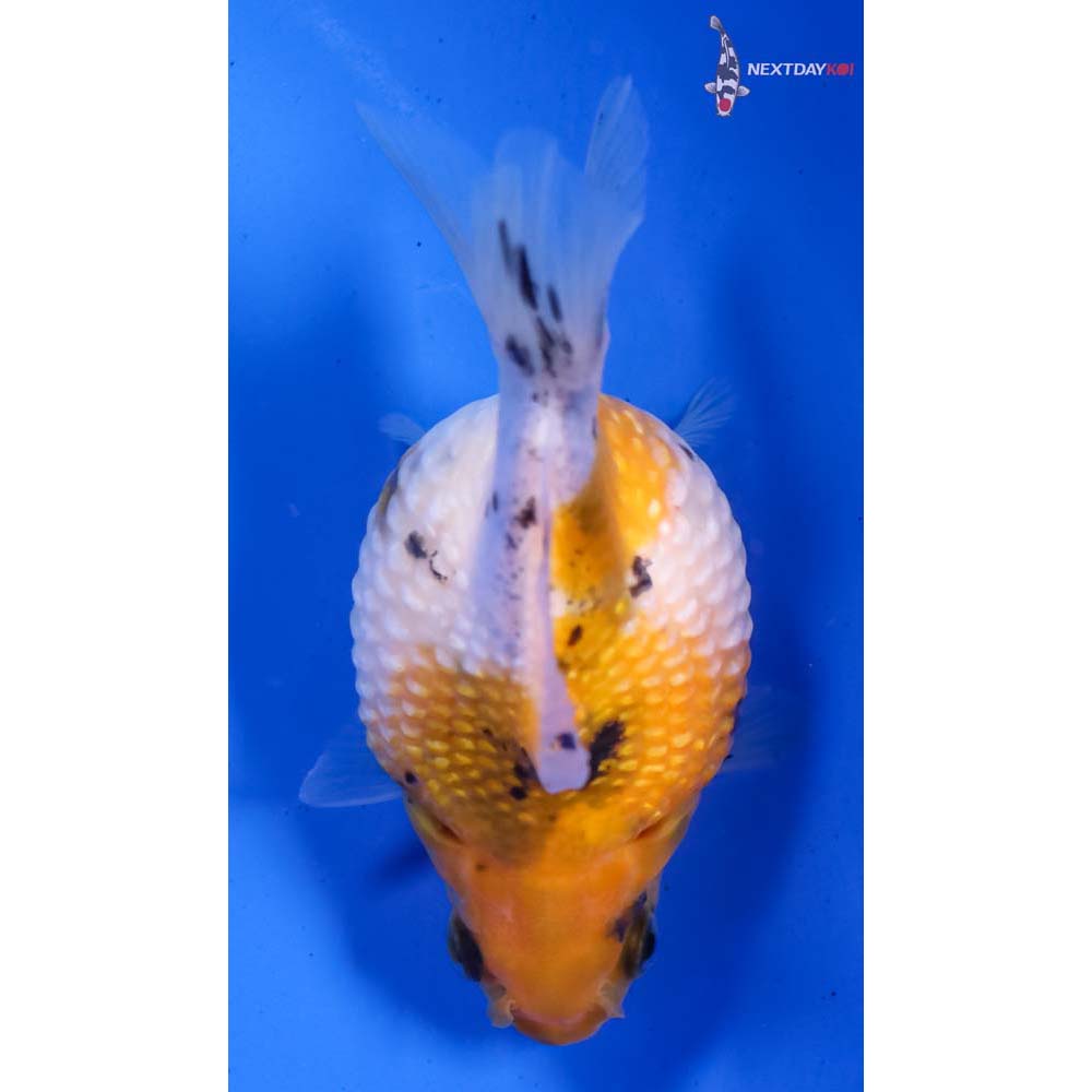 3” Imported Calico Pearlscale | Koi Fish For Sale