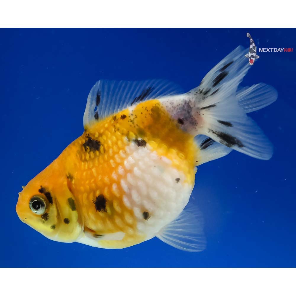 3” Imported Calico Pearlscale | Koi Fish For Sale