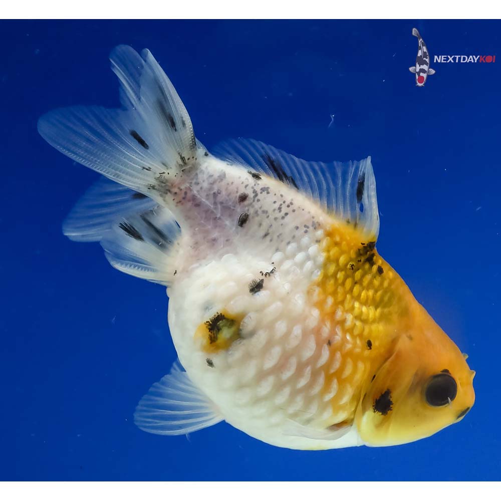 3” Imported Calico Pearlscale | Koi Fish For Sale