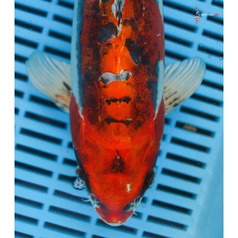 14” Imported Kin Kikokuryu | Koi Fish For Sale