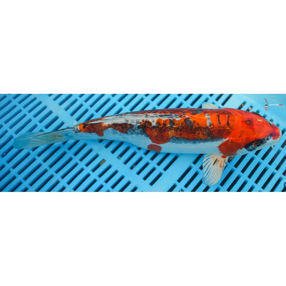 14” Imported Kin Kikokuryu | Koi Fish For Sale