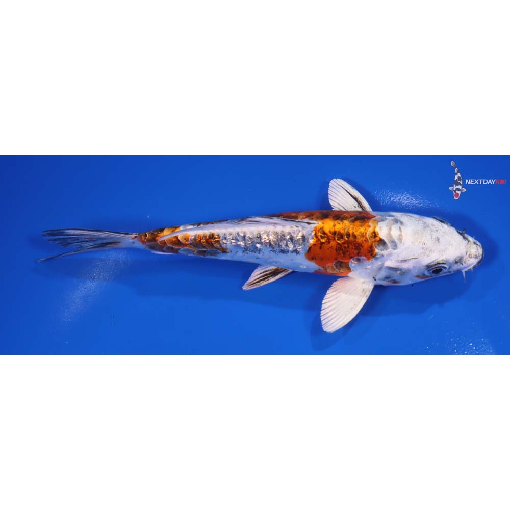 6” Doitsu Gin Rin Kujaku | Koi Fish For Sale