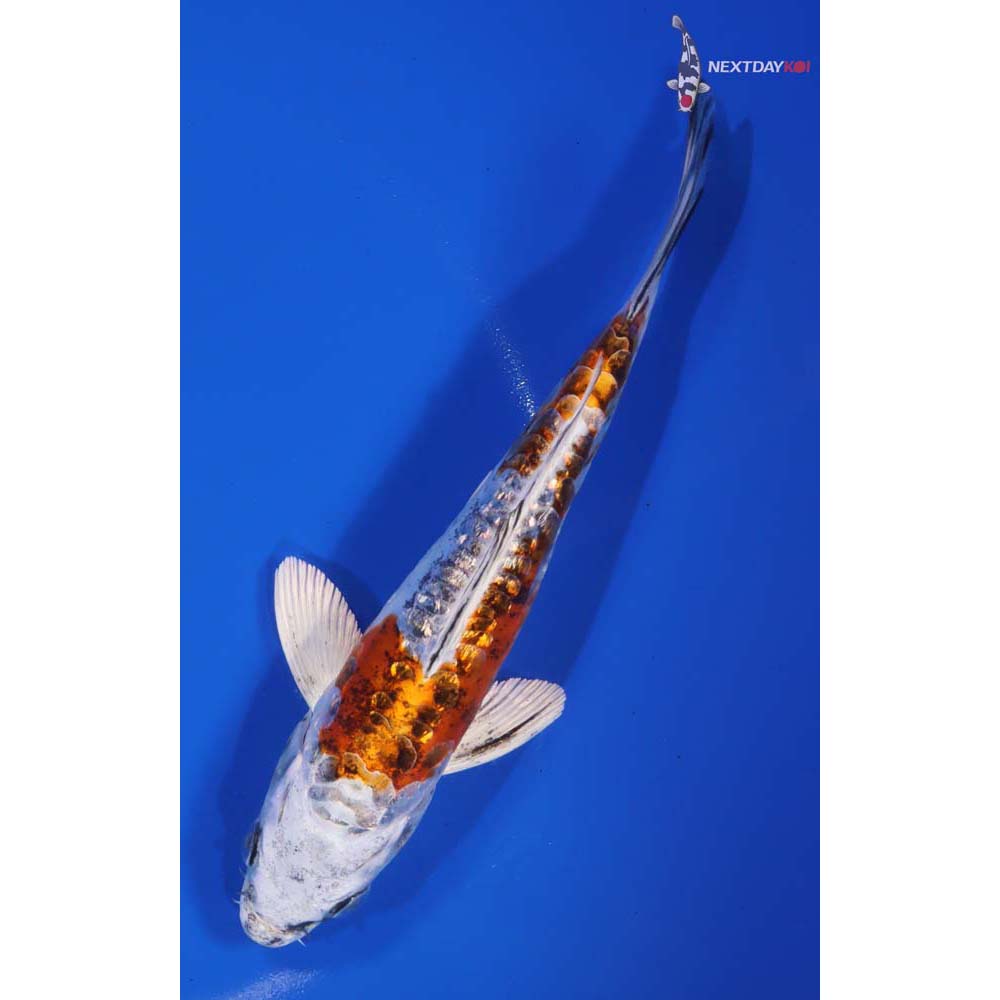 6” Doitsu Gin Rin Kujaku | Koi Fish For Sale