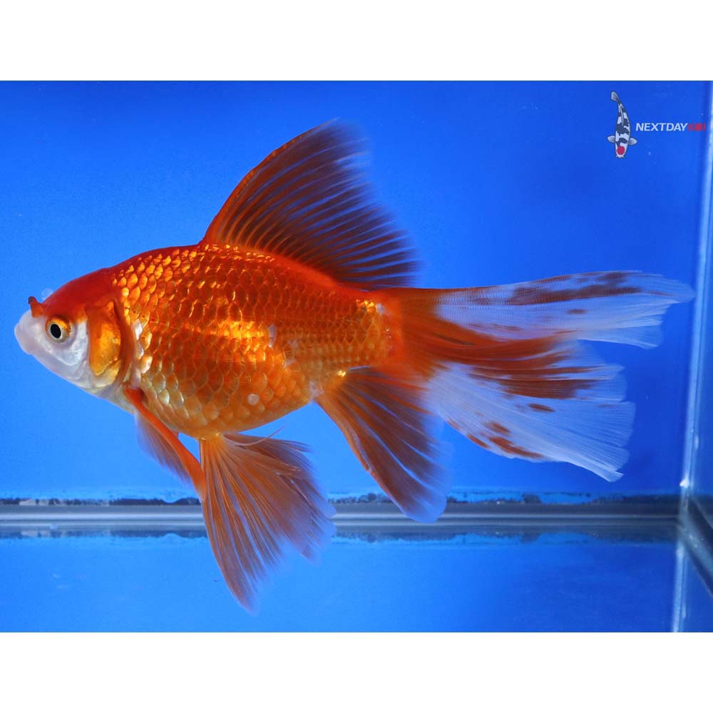 7.5” Imported Bristol Finned Sarasa Comet | Koi Fish For Sale
