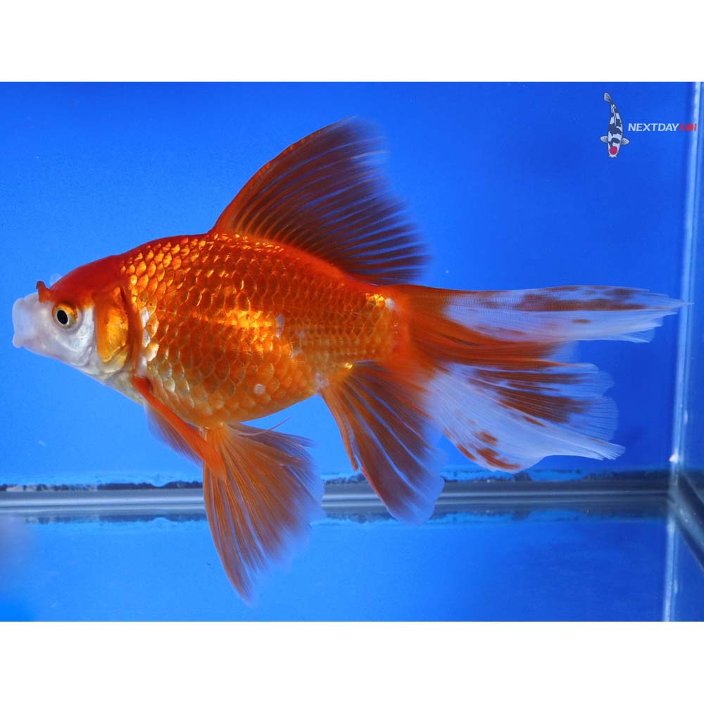 7.5” Imported Bristol Finned Sarasa Comet | Koi Fish For Sale