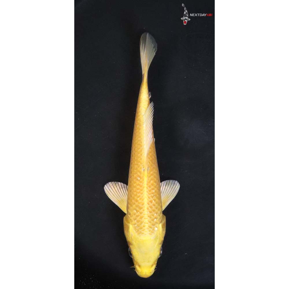 7” Yamabuki Ogon | Koi Fish For Sale