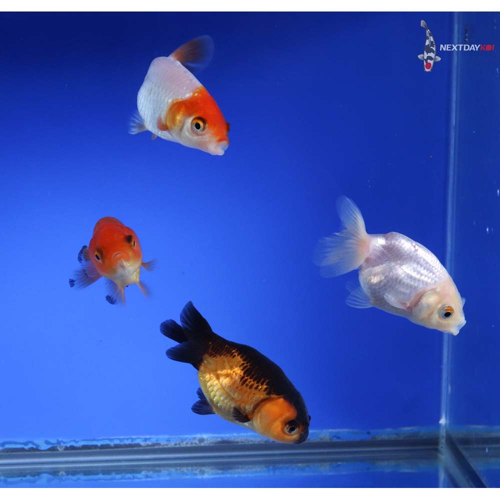 Lot of (4) 2-3” Imported Assorted Ranchu | Koi Fish For Sale