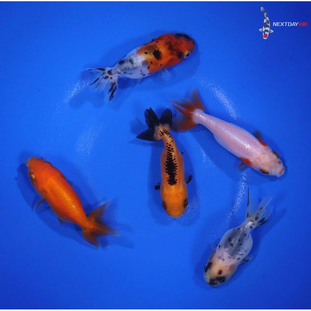 Lot of (5) 2-3” Imported Assorted Ranchu | Koi Fish For Sale