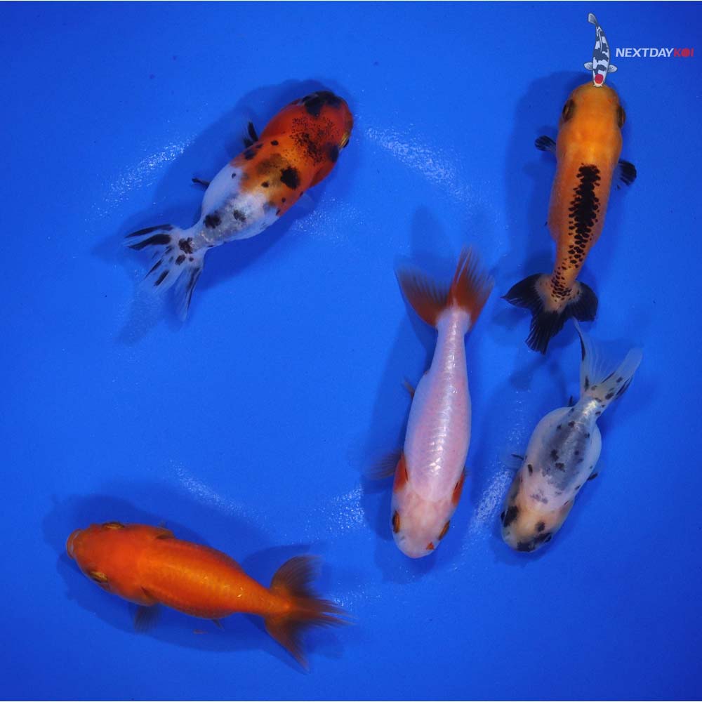 Lot of (5) 2-3” Imported Assorted Ranchu | Koi Fish For Sale