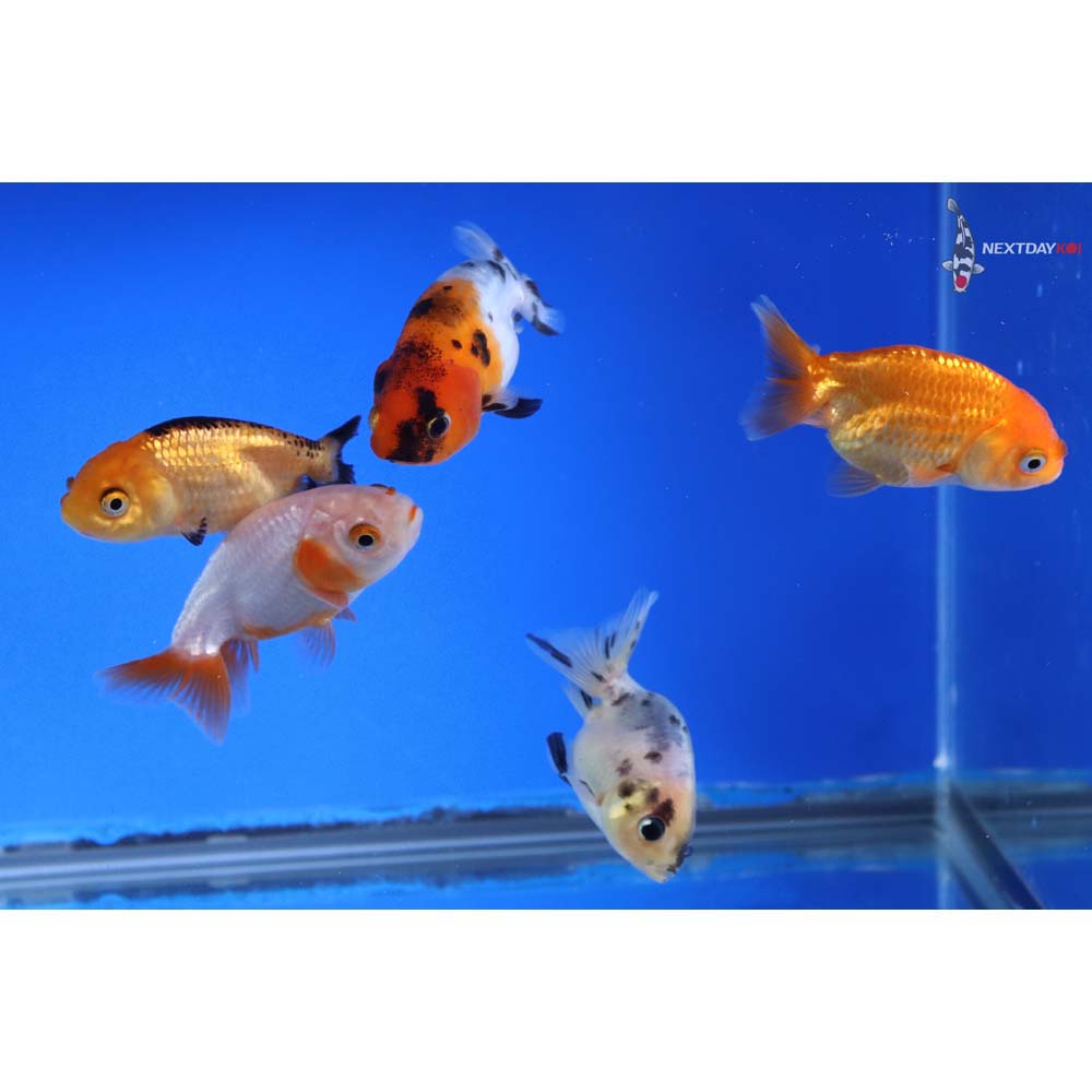Lot of (5) 2-3” Imported Assorted Ranchu | Koi Fish For Sale