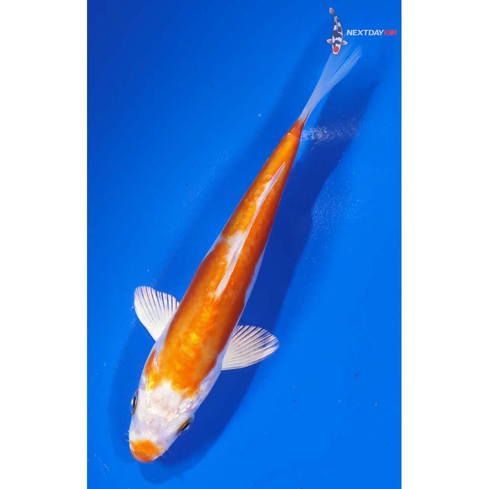 5” Imported Kikusui | Koi Fish For Sale