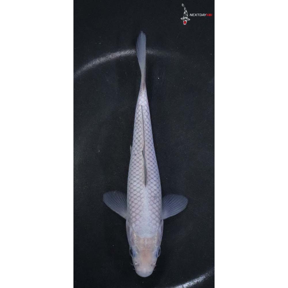 6” Imported Soragoi | Koi Fish For Sale