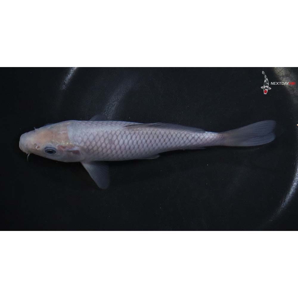 6” Imported Soragoi | Koi Fish For Sale