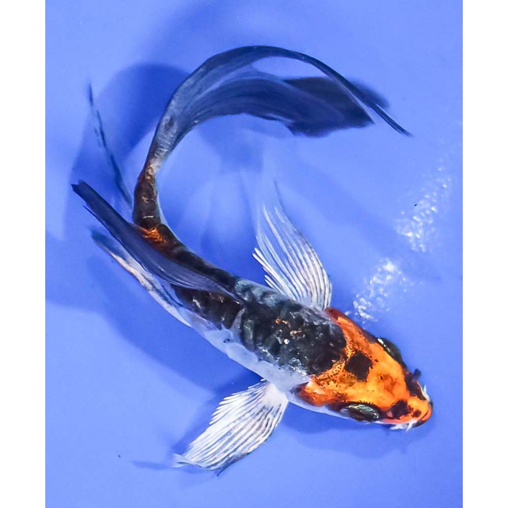 4” Imported Gin Rin Kin Kikokuryu Butterfly Koi | Koi Fish For Sale