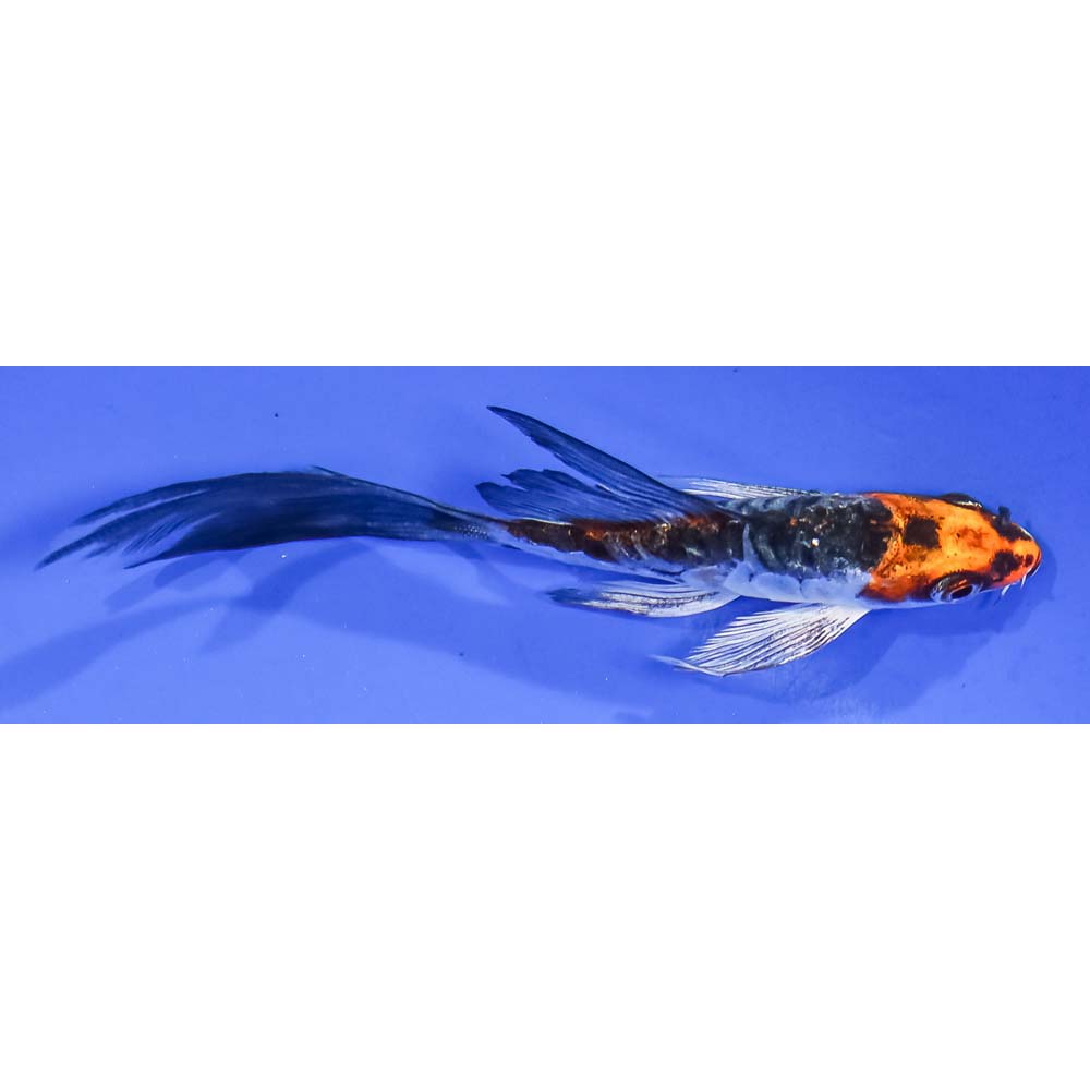 4” Imported Gin Rin Kin Kikokuryu Butterfly Koi | Koi Fish For Sale