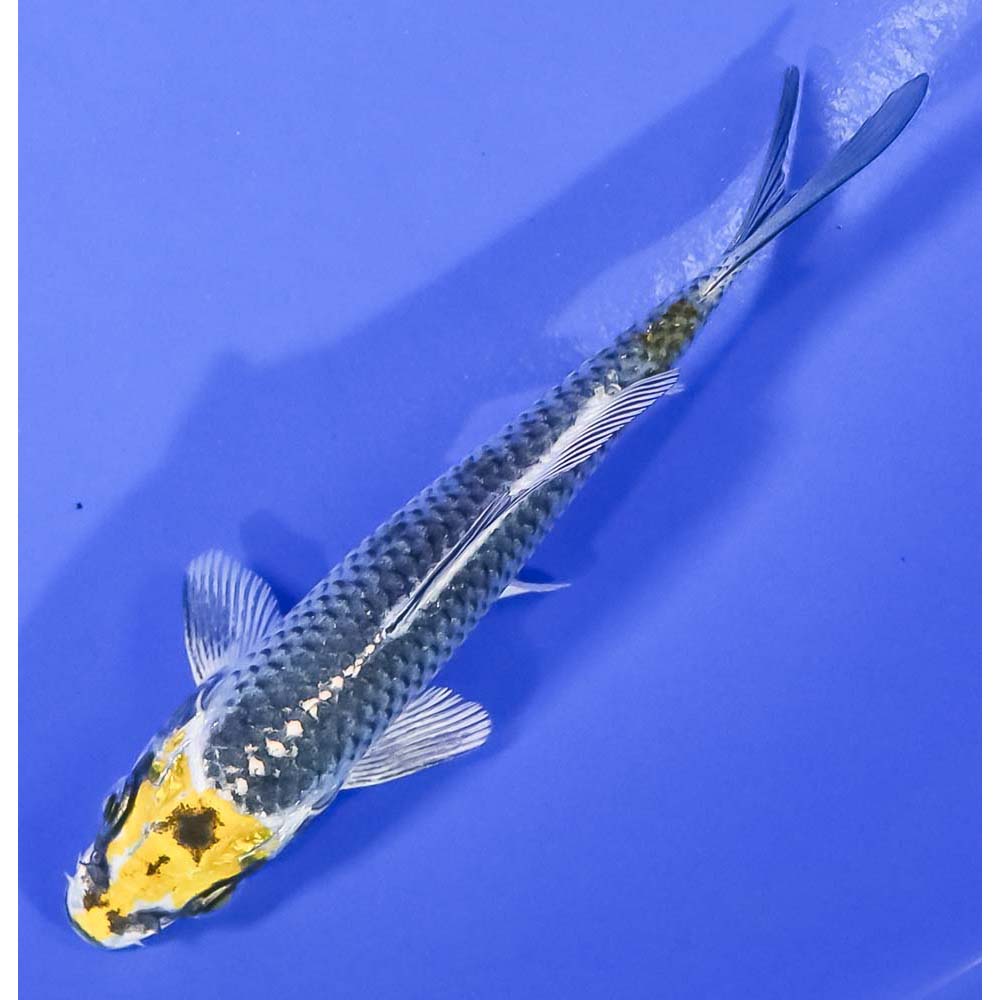 4.5” Imported Kujaku | Koi Fish For Sale