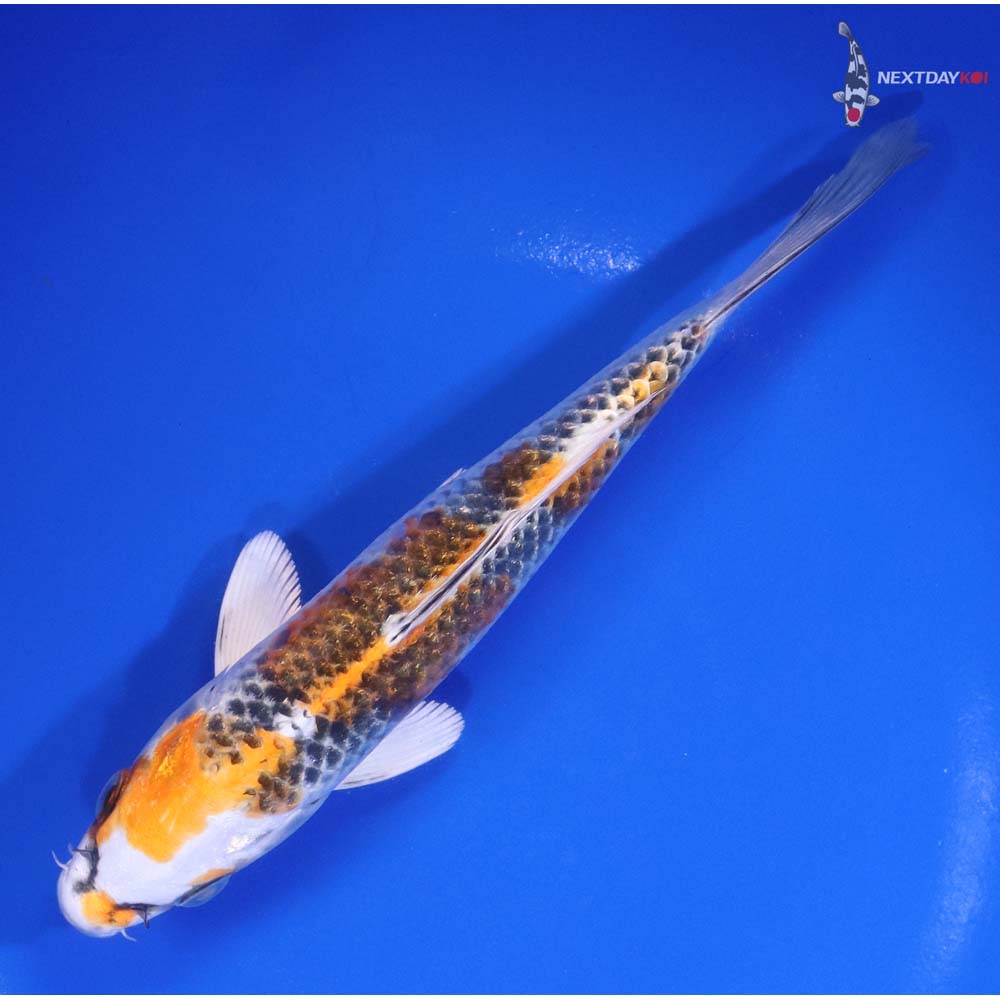 6” Imported Kujaku | Koi Fish For Sale