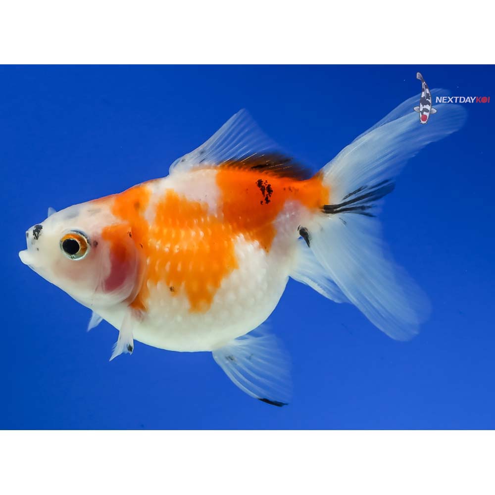 3” Imported Calico Pearlscale | Koi Fish For Sale
