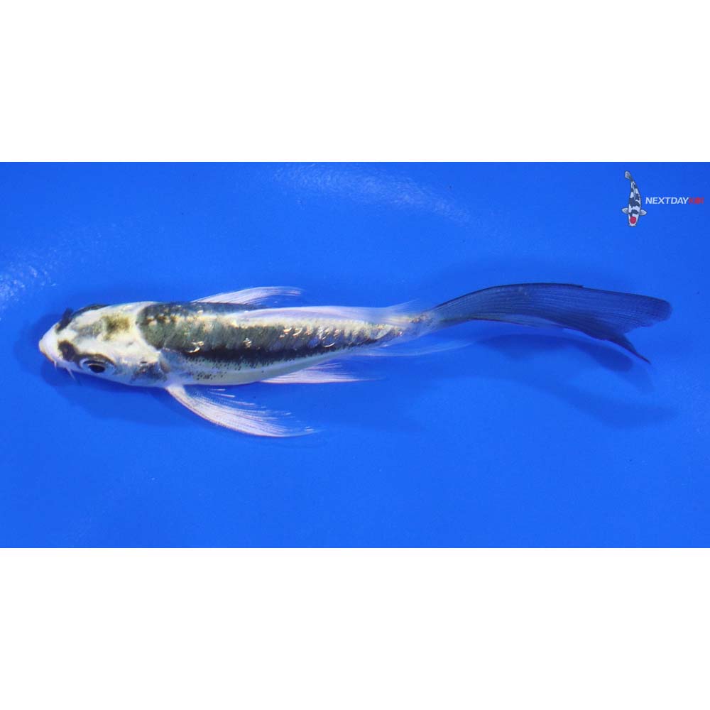 4” Imported Gin Rin Kin Kikokuryu Butterfly Koi | Koi Fish For Sale