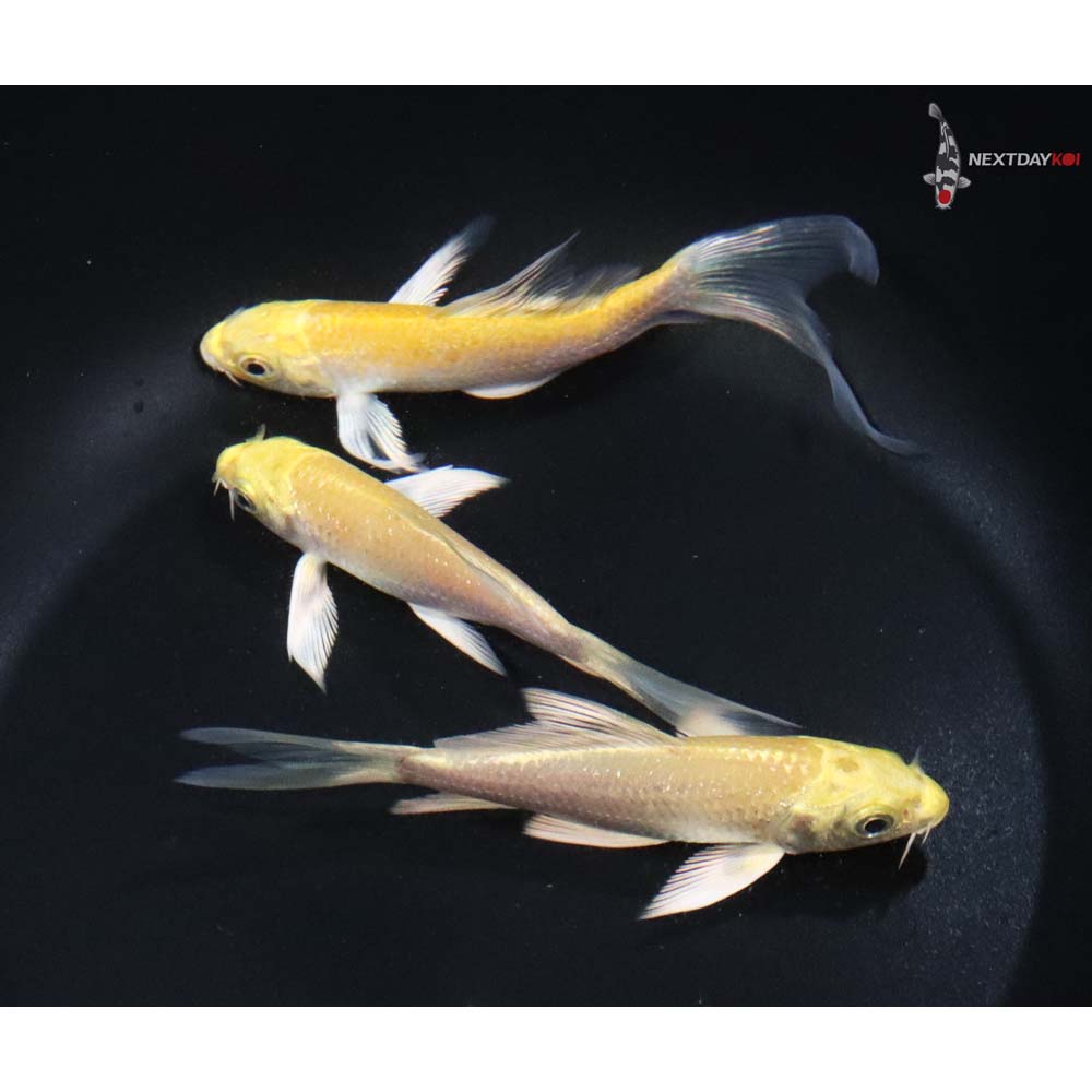Lot of (3) 3.5-4" Imported Yamabuki Ogon Butterfly Koi | Koi Fish For Sale