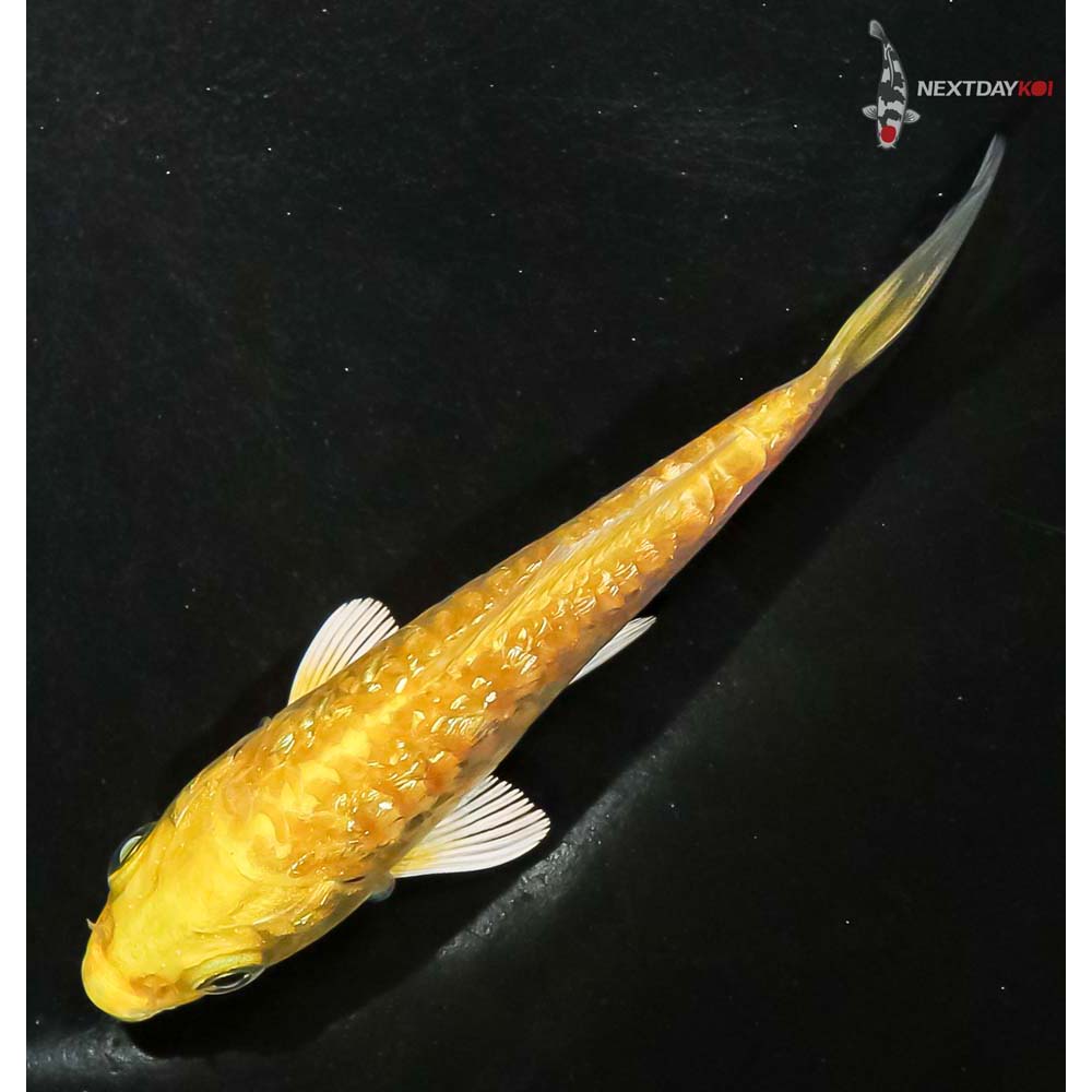 3.5” Imported Gin Rin Armor Scaled Yamabuki Ogon | Koi Fish For Sale