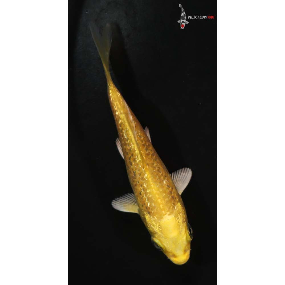 3.5” Imported Gin Rin Yamabuki Ogon | Koi Fish For Sale