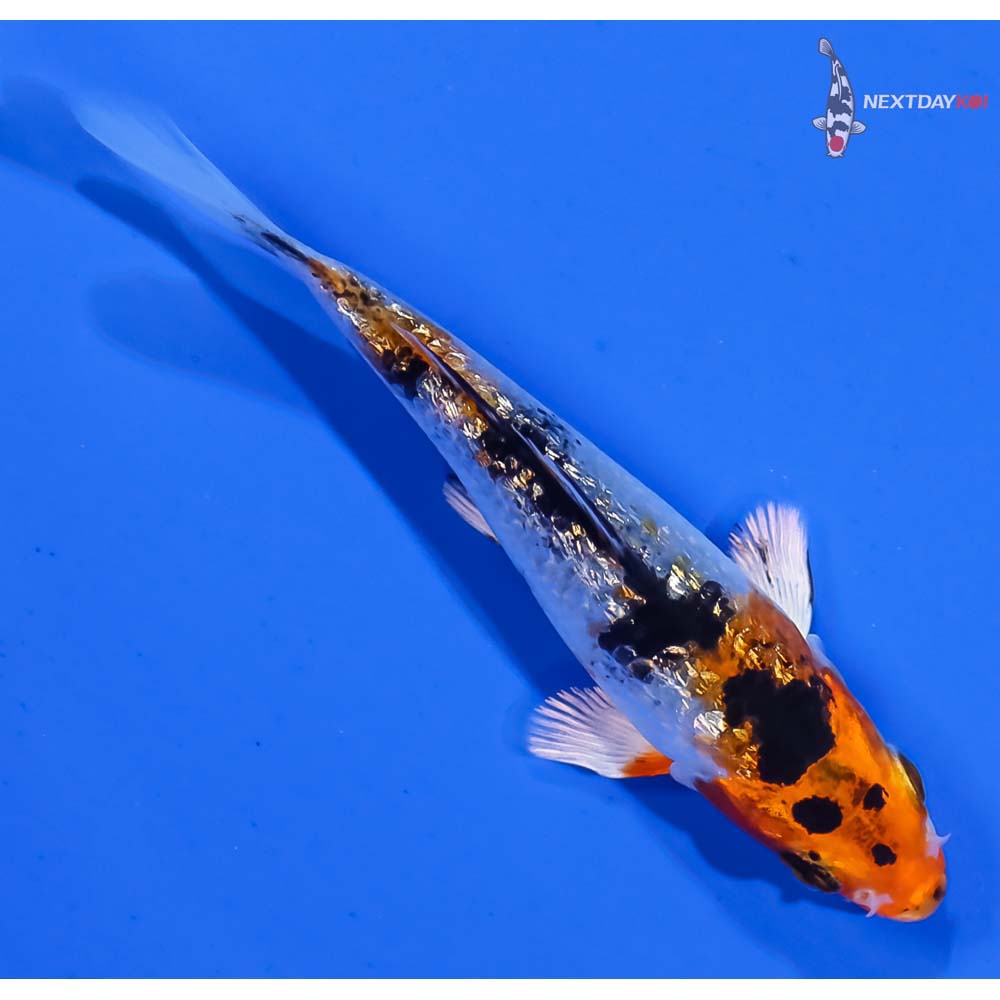 3.5” Imported Gin Rin Yamato Nishiki | Koi Fish For Sale