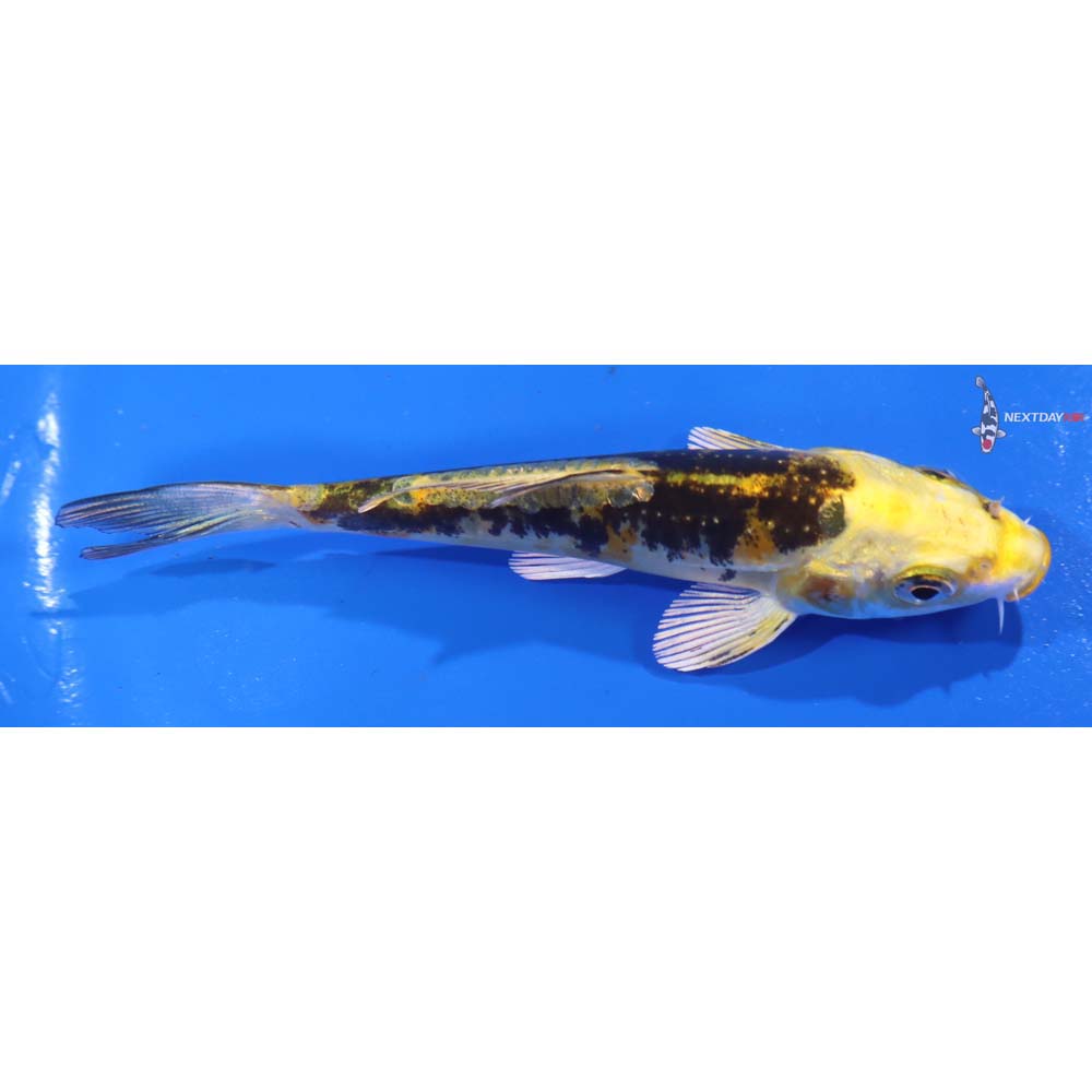 4” Imported Kin Kikokuryu | Koi Fish For Sale