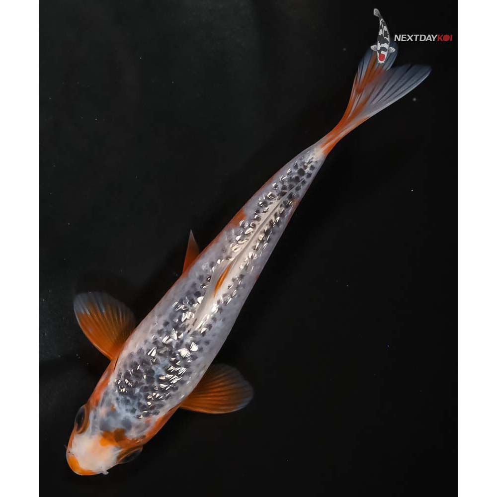 5” Imported Gin Rin Asagi | Koi Fish For Sale