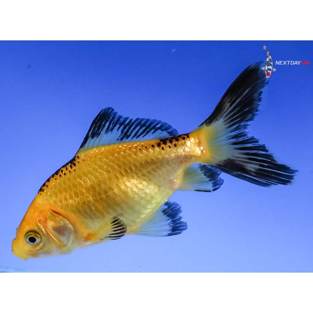 4” Imported Yellow and Black Wakin | Koi Fish For Sale