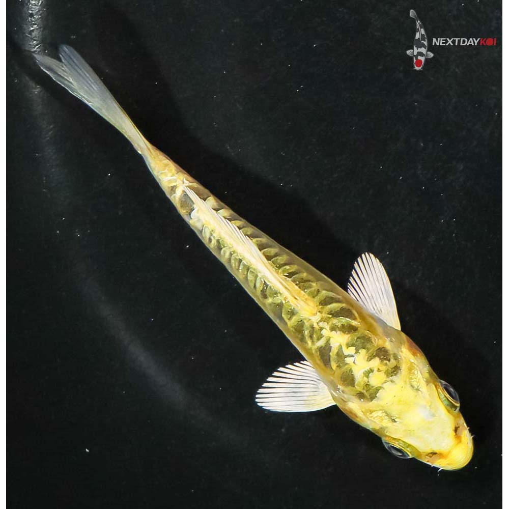 4” Imported Doitsu Ki Matsuba | Koi Fish For Sale
