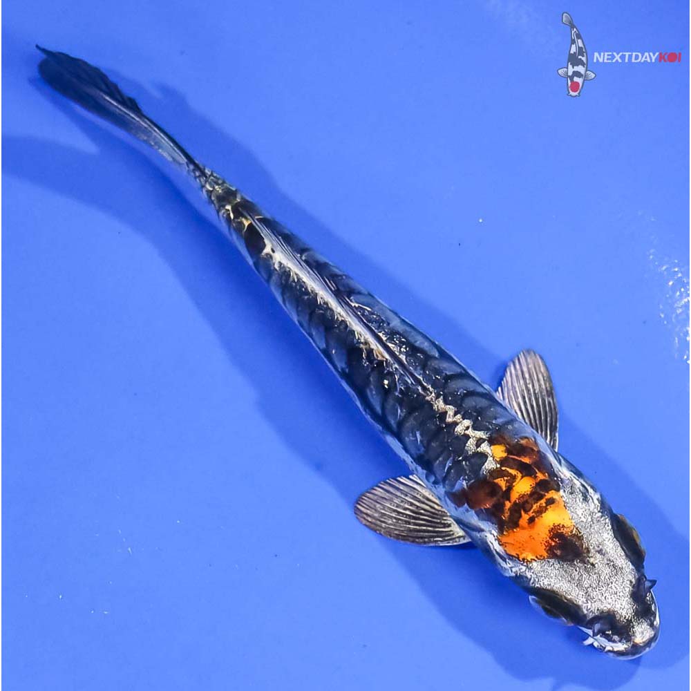 5” Imported Kin Kikokuryu | Koi Fish For Sale