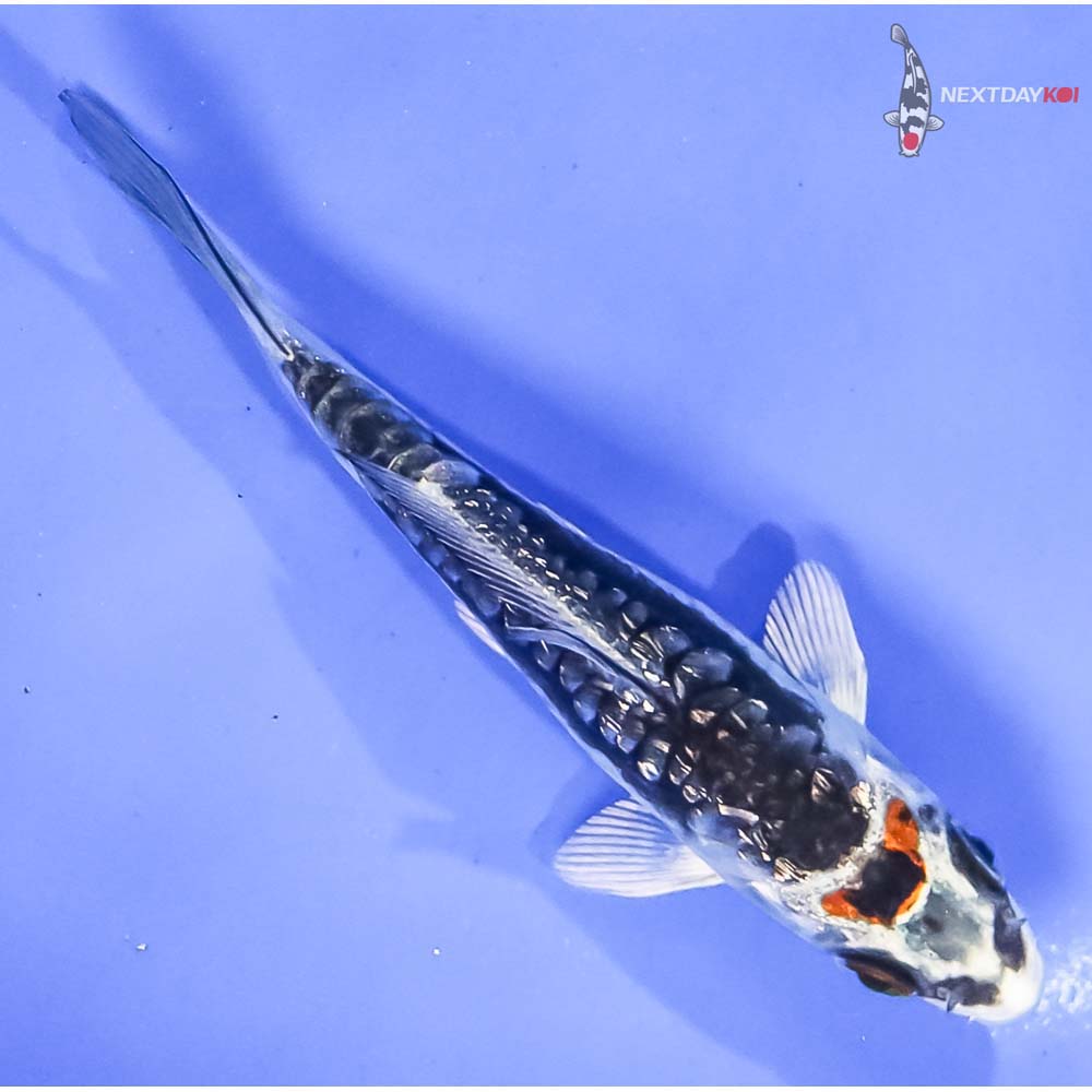 4” Imported Gin Rin Kin Kikokuryu | Koi Fish For Sale