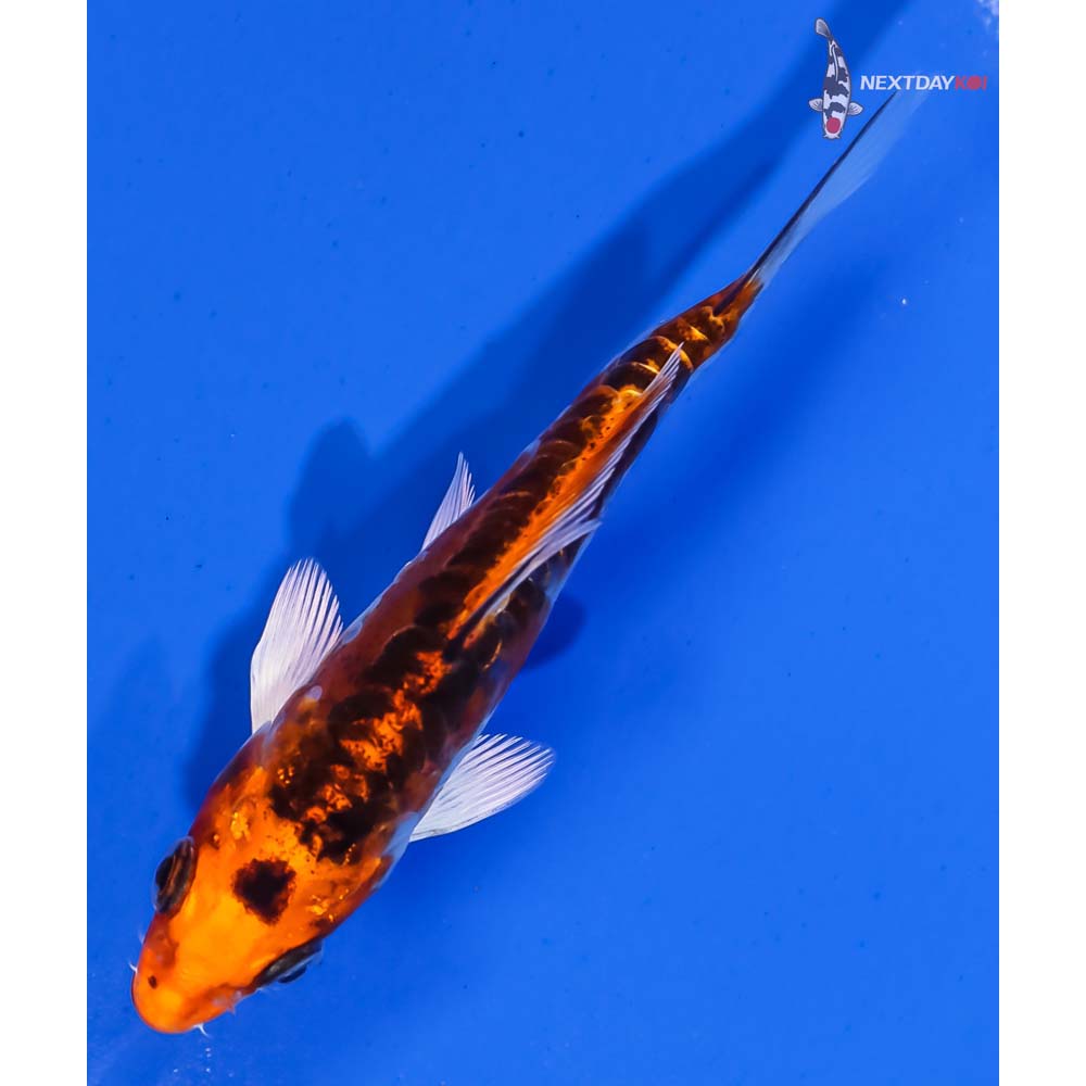 4” Imported Doitsu Kujaku | Koi Fish For Sale